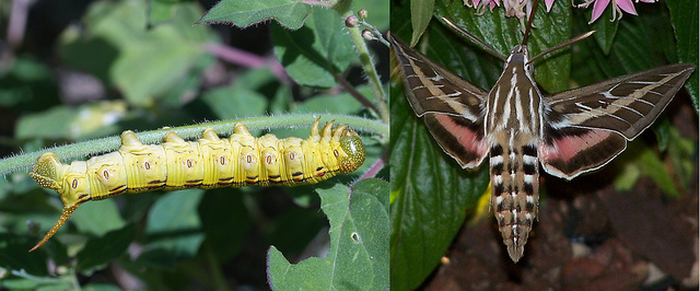 Sphinx Moth Life Cycle
